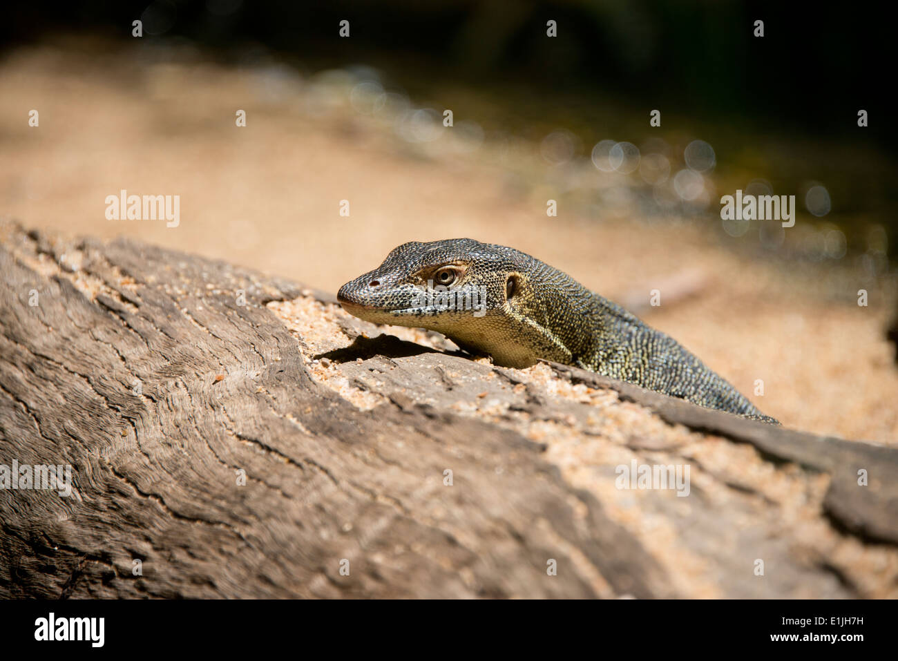 Mertens hi-res stock photography and images - Alamy