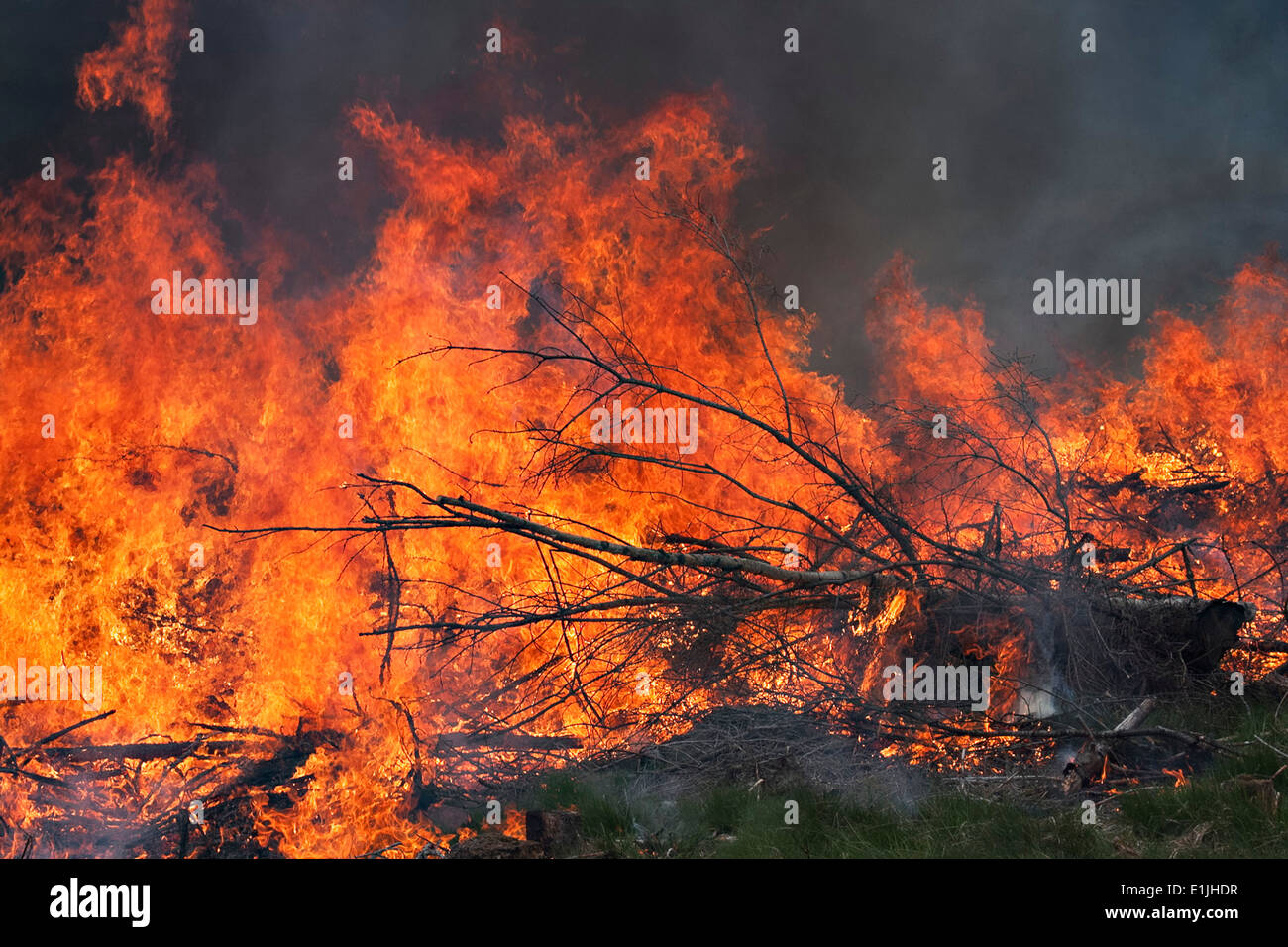 Controlled fire in a forrest Stock Photo - Alamy