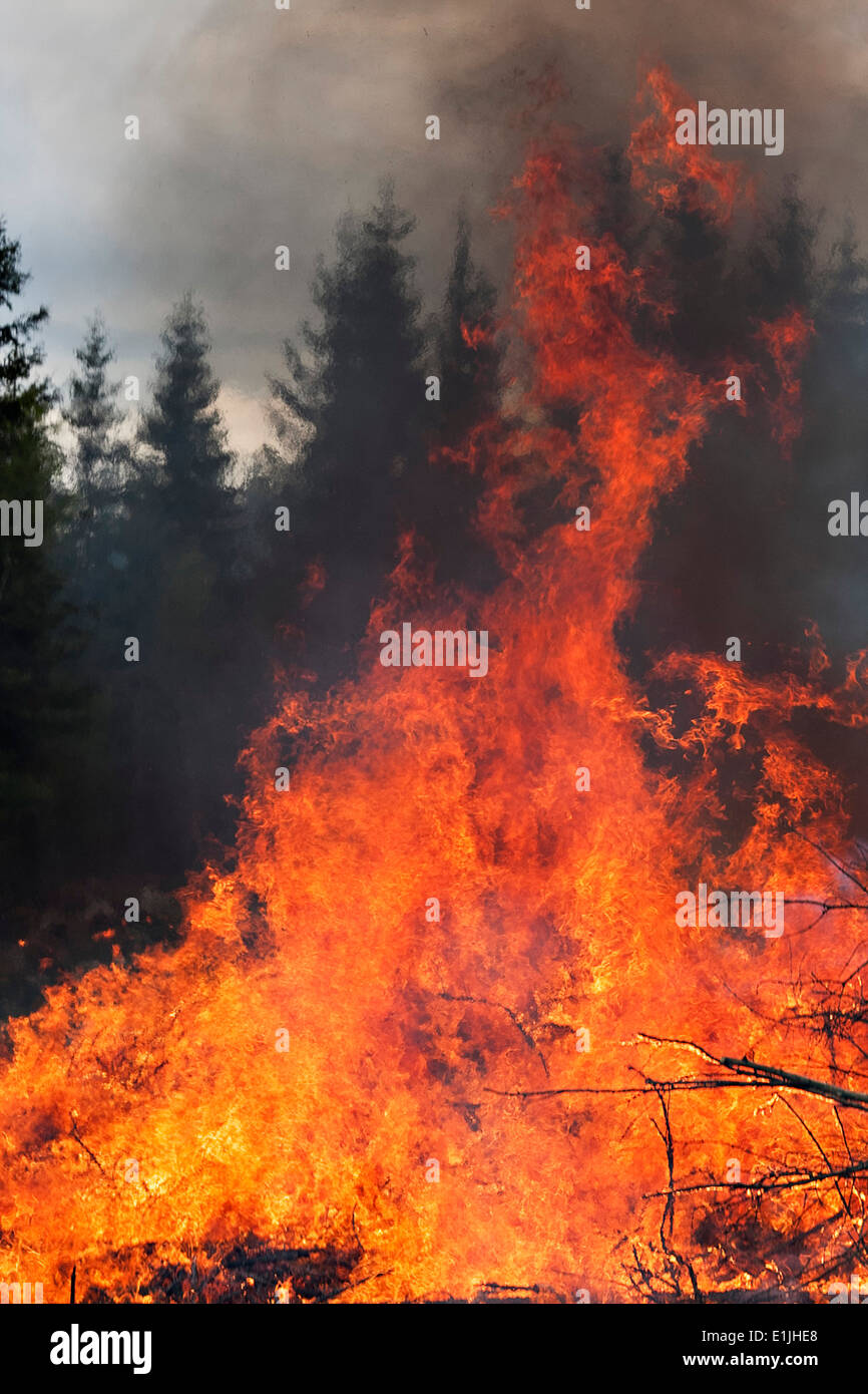 Fire in a forest hi-res stock photography and images - Alamy