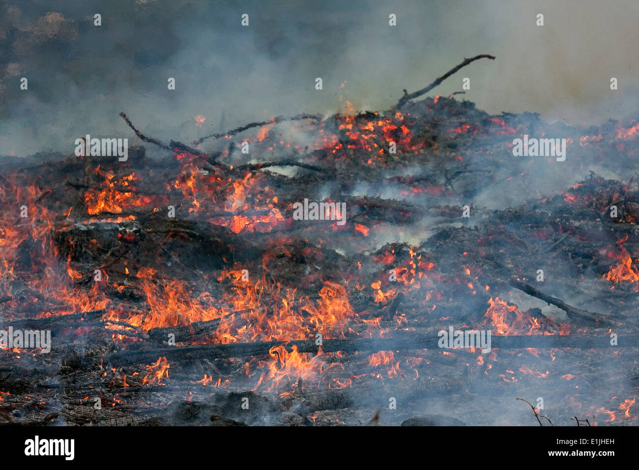 Fire in a forest hi-res stock photography and images - Alamy