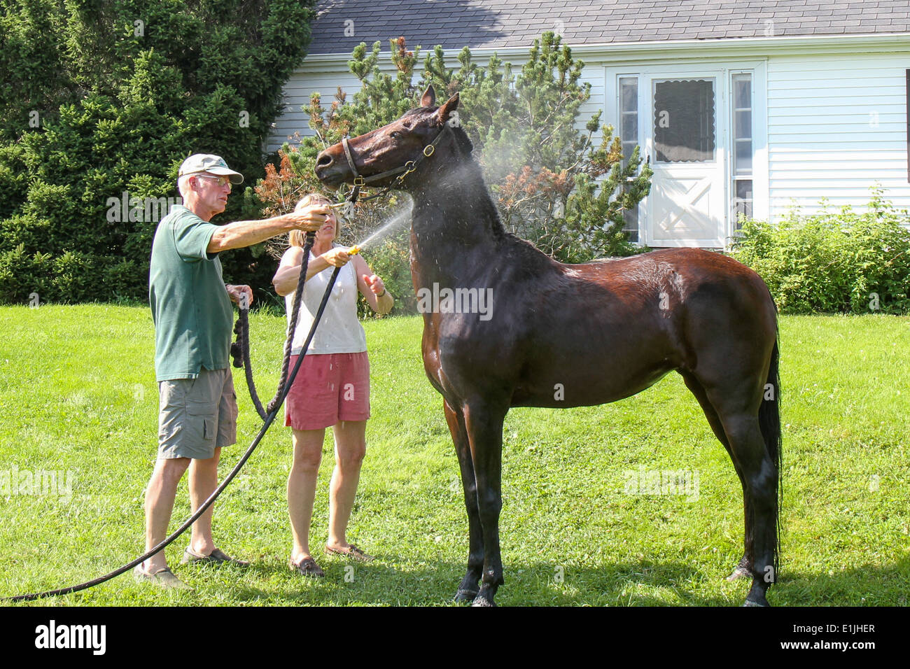 Washing the Horse Stock Photo - Alamy