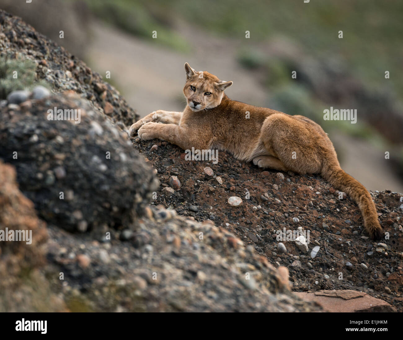 Chile wildlife hi-res stock photography and images - Alamy