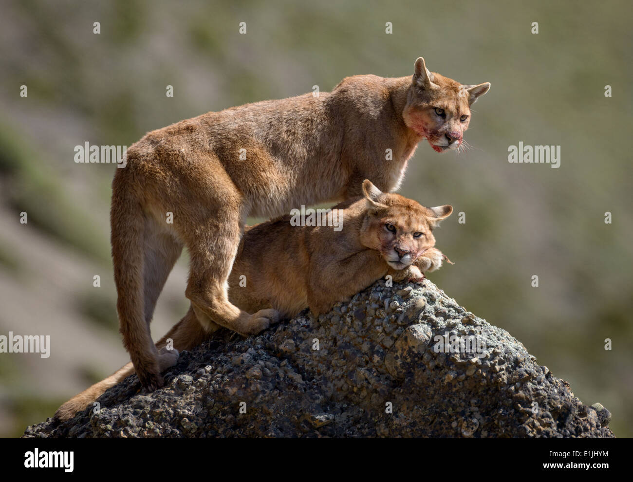 Wildlife of chile hi-res stock photography and images - Alamy