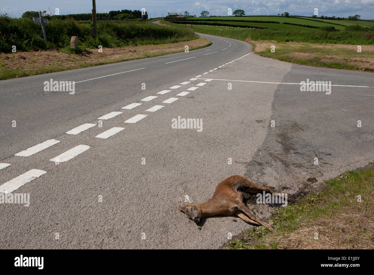 Road accident dead hi-res stock photography and images - Alamy