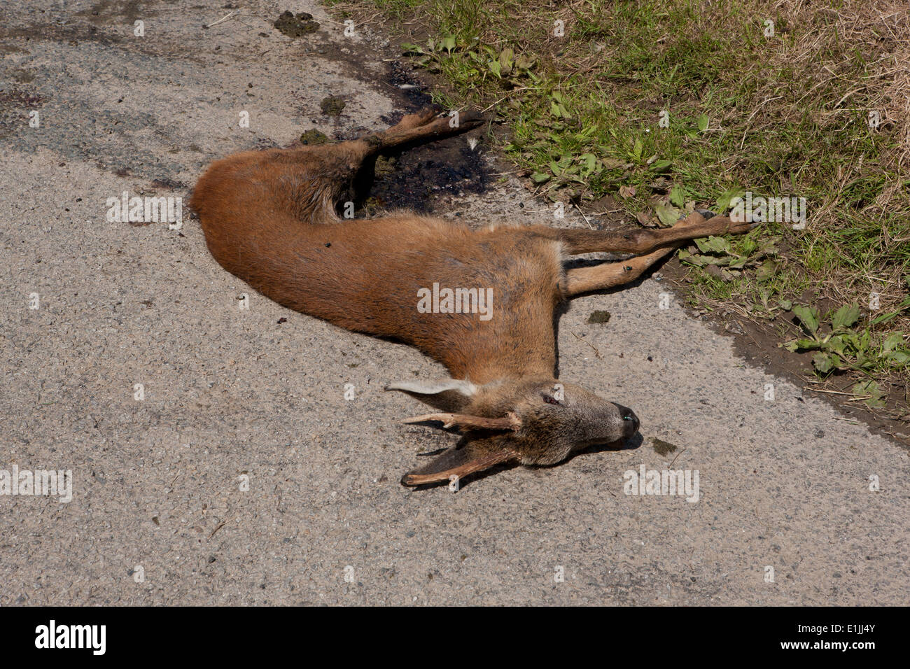 Dead deer uk hi-res stock photography and images - Alamy