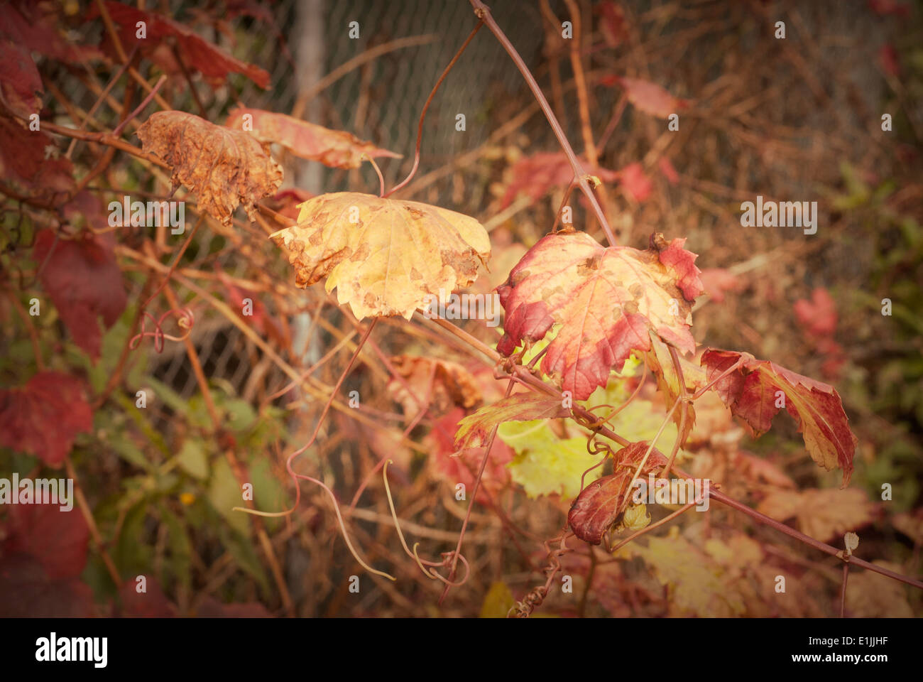 Vine leaves in autunm hi-res stock photography and images - Alamy