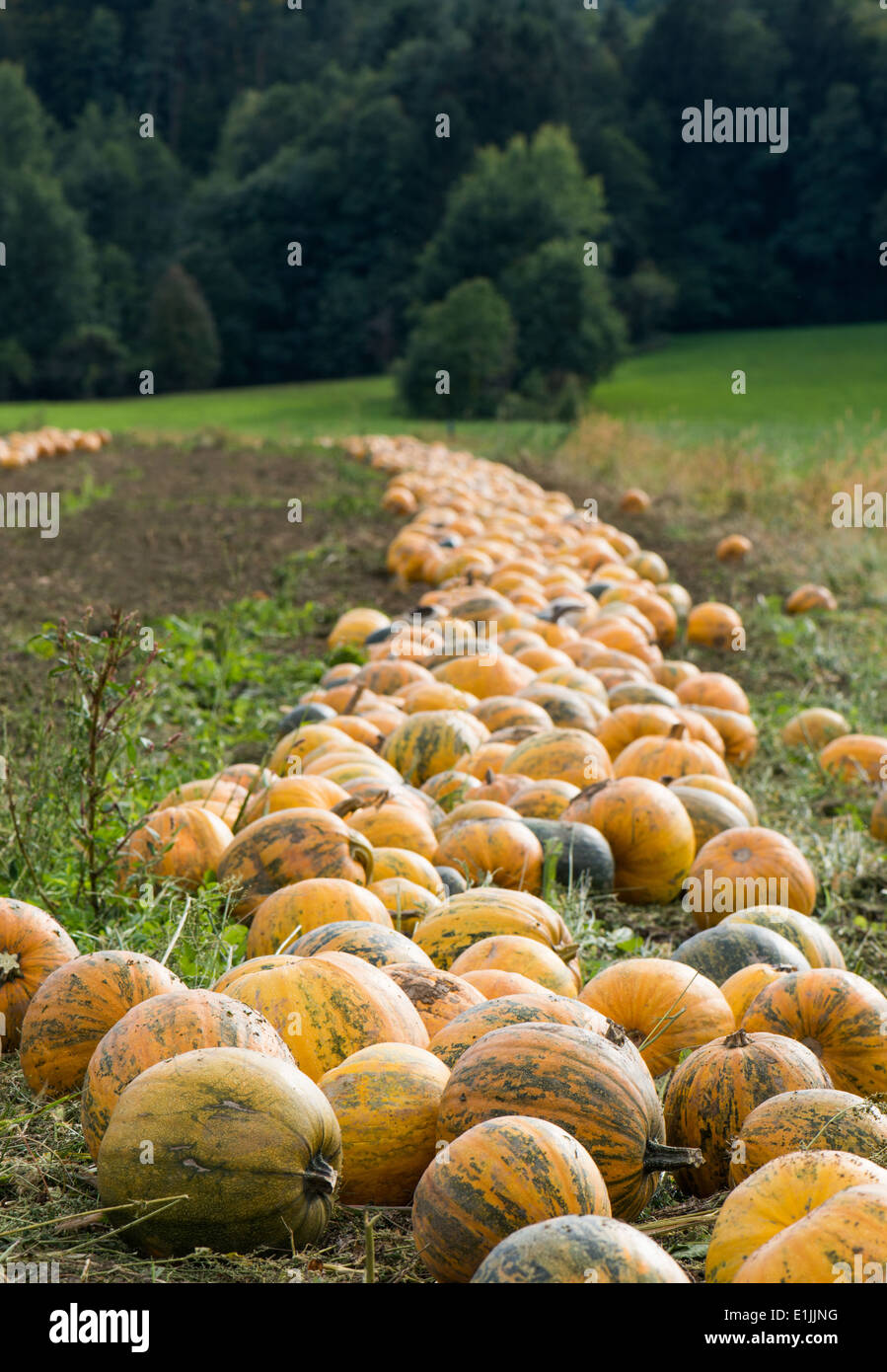 Cultivation of Styrian oil pumpkin Stock Photo - Alamy