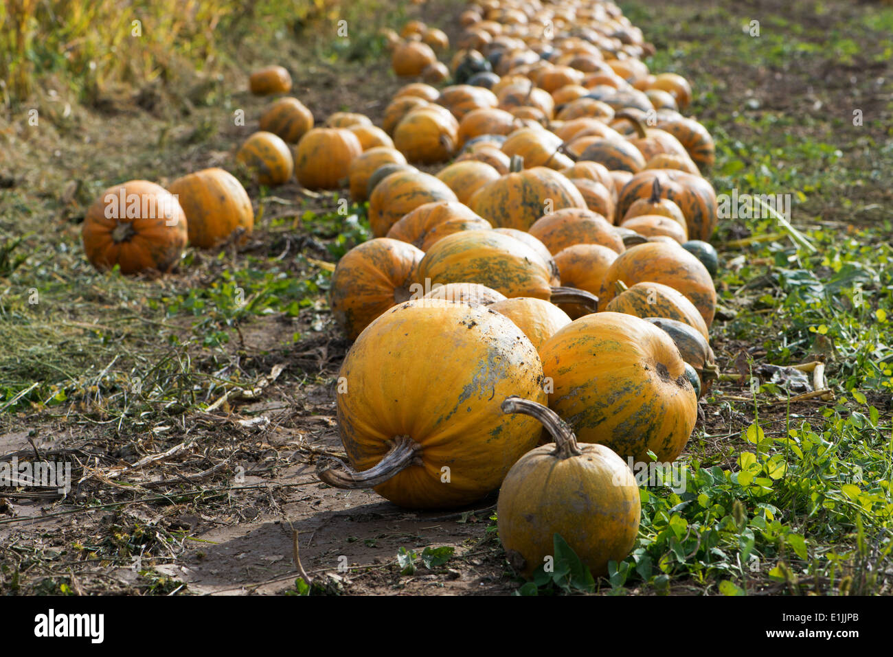 Styrian pumpkin hi-res stock photography and images - Alamy