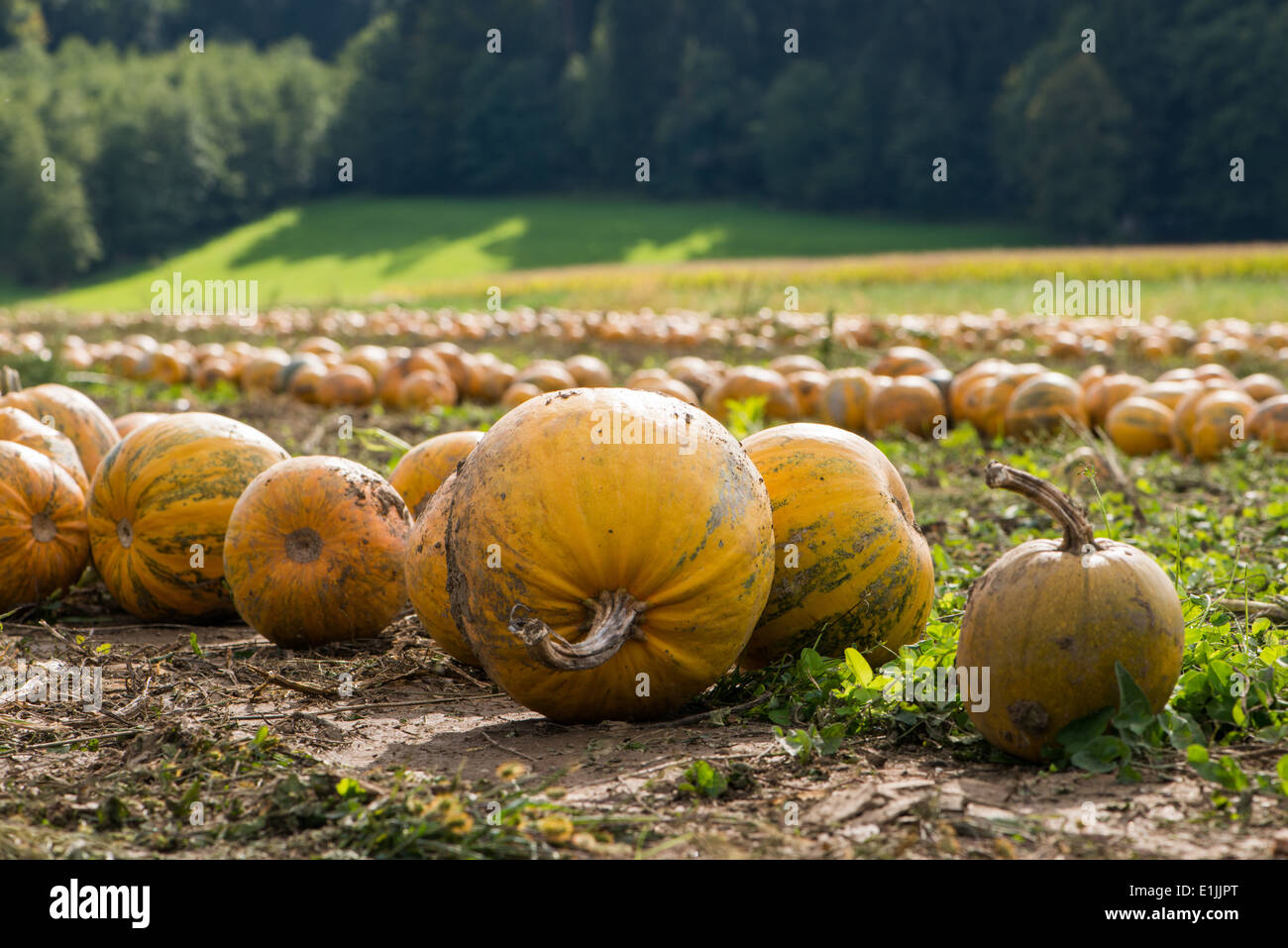 Styrian pumpkin hi-res stock photography and images - Alamy