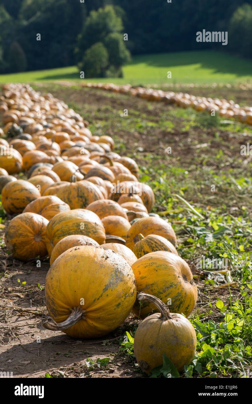 Cultivation of styrian oil pumpkin Stock Photo - Alamy