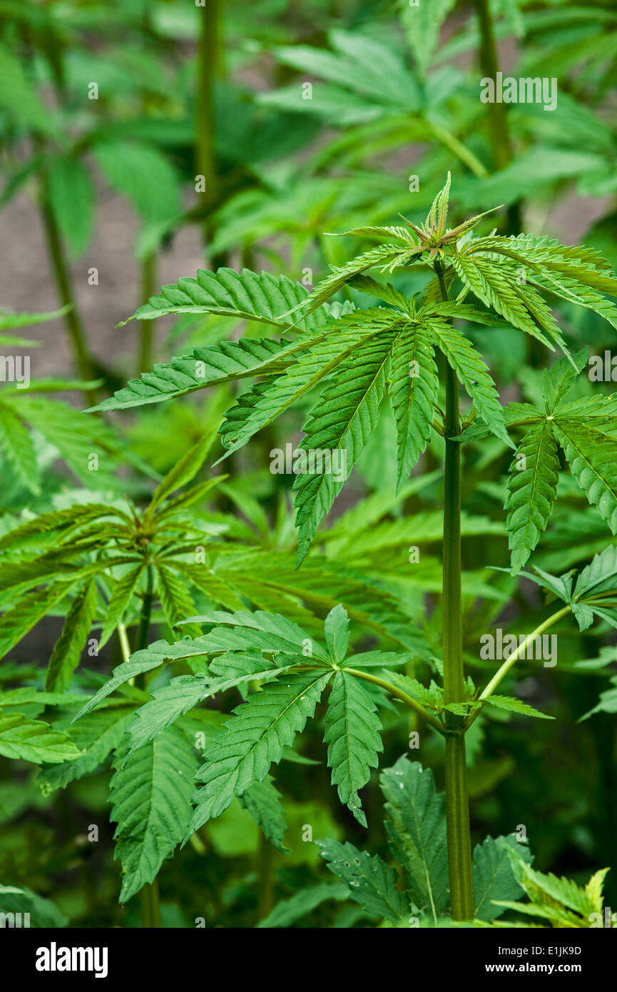 Cannabis / hemp (Cannabis sativa) plants growing in plantation Stock ... Cannabis / hemp (Cannabis sativa) plants growing in plantation Stock ...