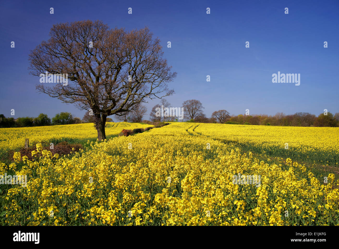 Rapeseed field uk hi-res stock photography and images - Alamy