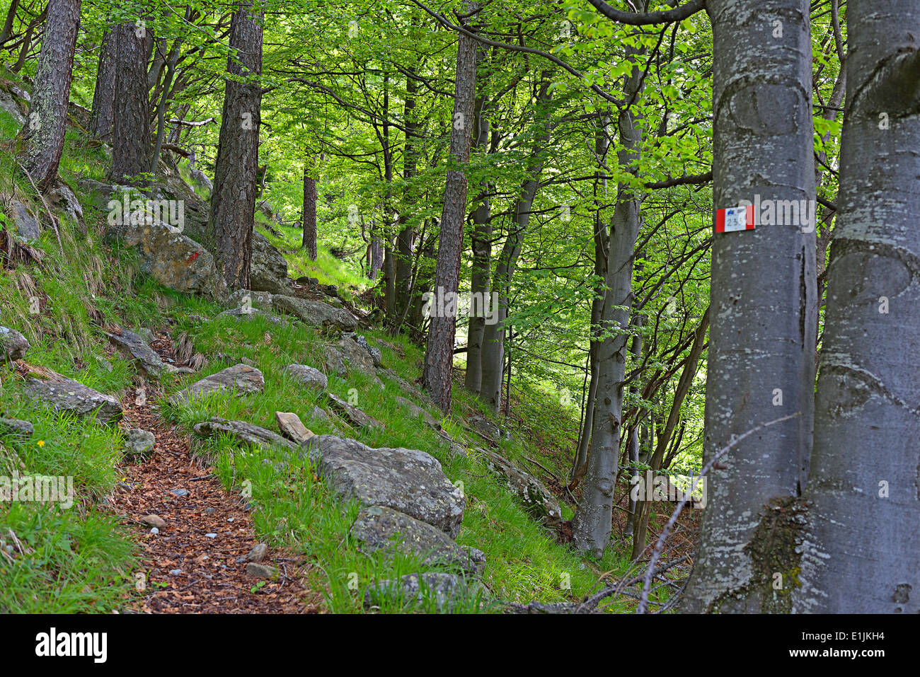 Alpine footpath crossing a lush green forest of beech tree Stock Photo ...