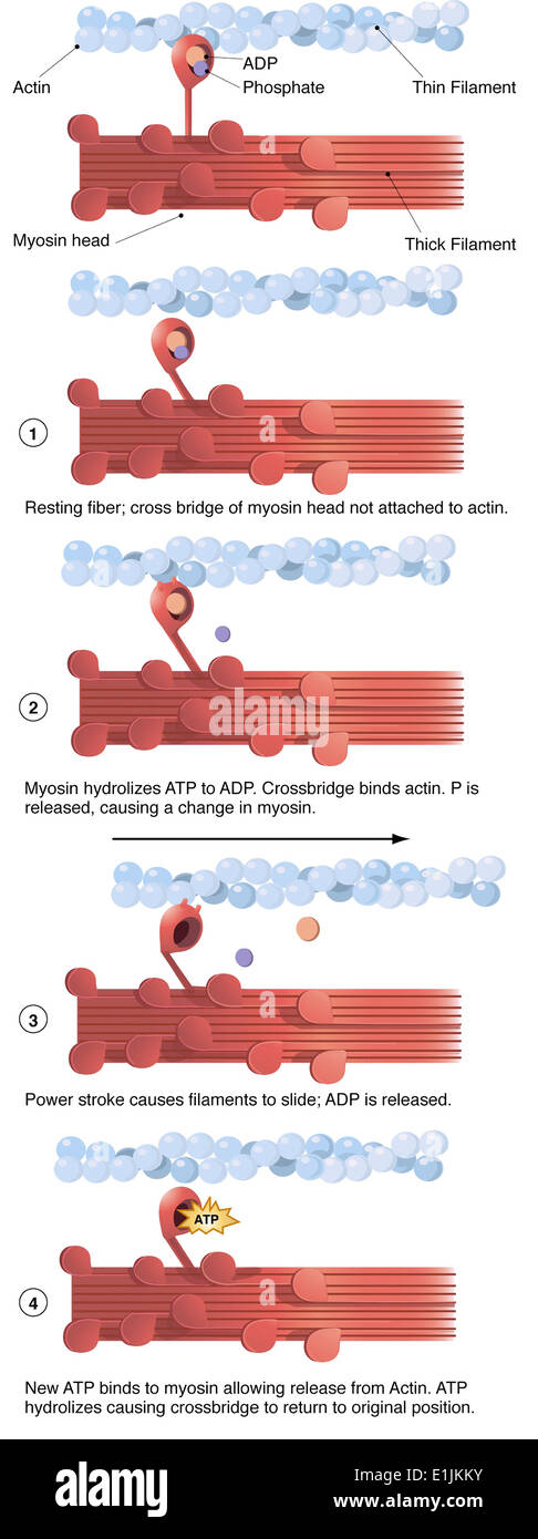 Contraction hi-res stock photography and images - Alamy