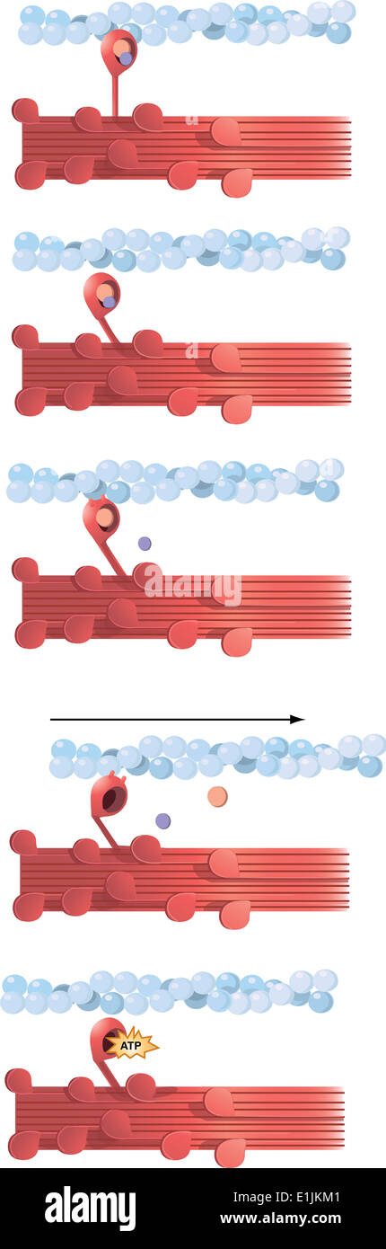 Illustration of muscle contraction Stock Photo - Alamy