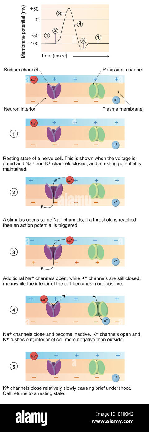 Action Potential Psychology
