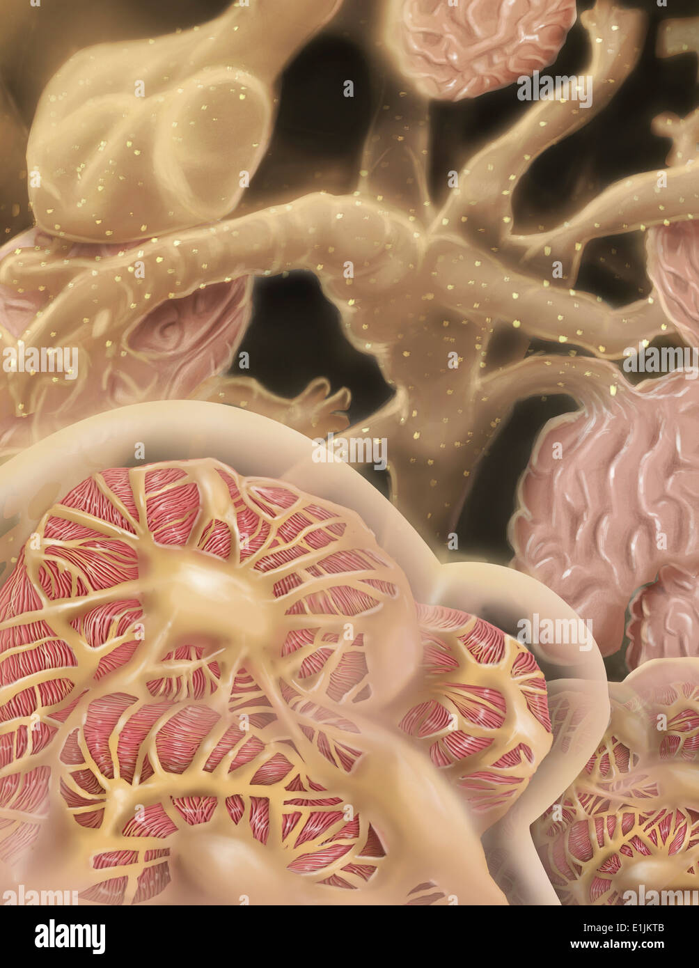 Glomerulus kidney hi-res stock photography and images - Alamy