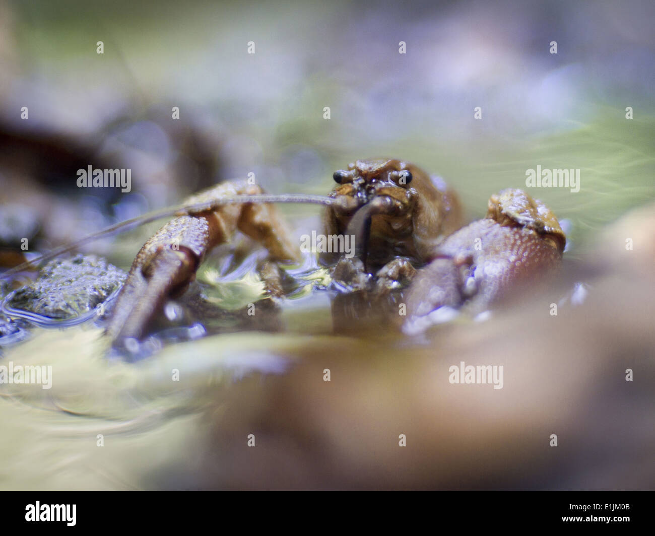 italian freshwater crayfish (Austropotamobius italicus Stock Photo - Alamy