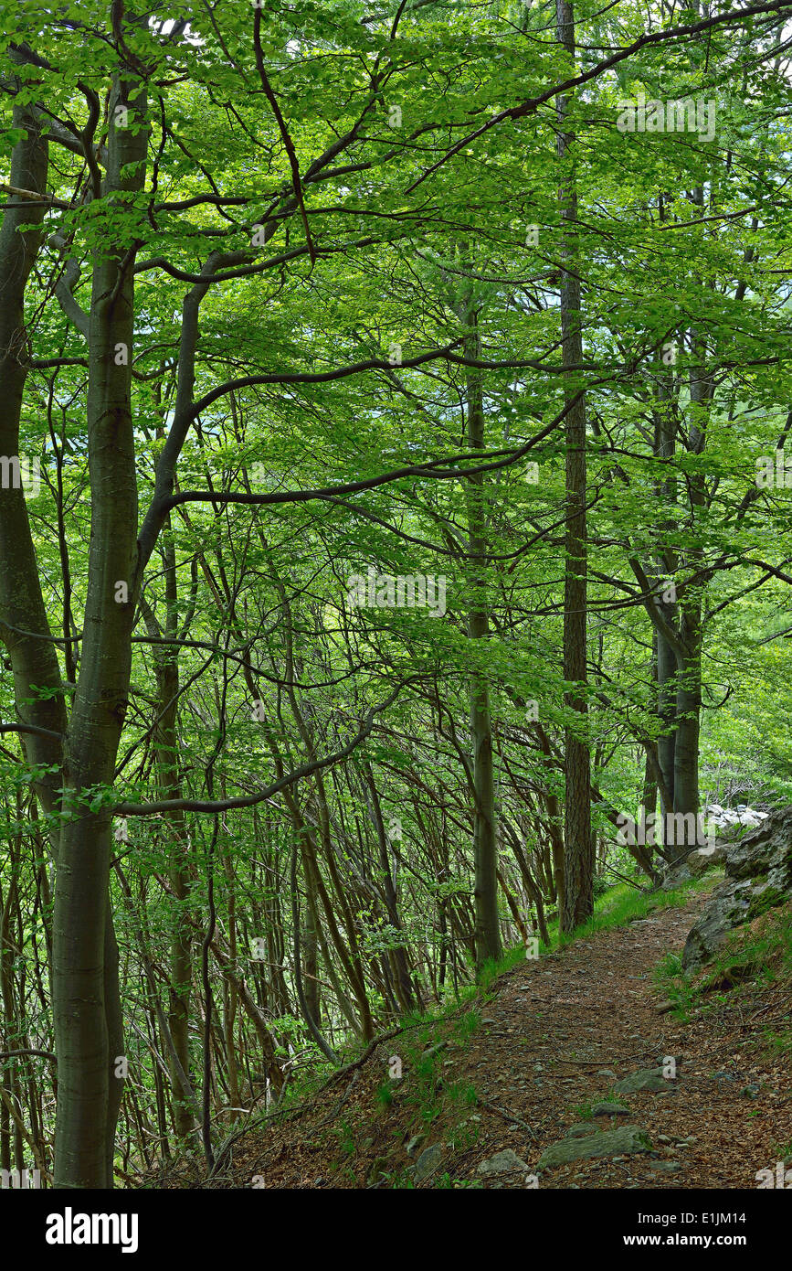 Alpine footpath crossing a lush green forest of beech tree Stock Photo ...