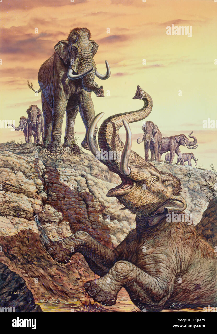 Columbian Mammoth (Mammuthus columbi) trapped in a sinkhole ...