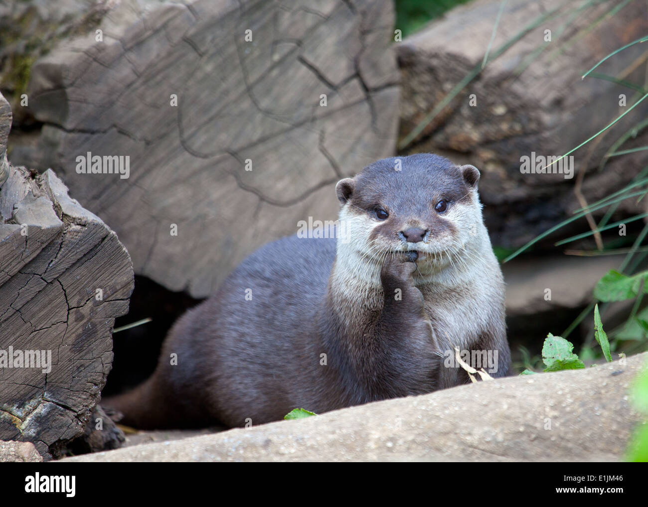 Otter funny hi-res stock photography and images - Alamy