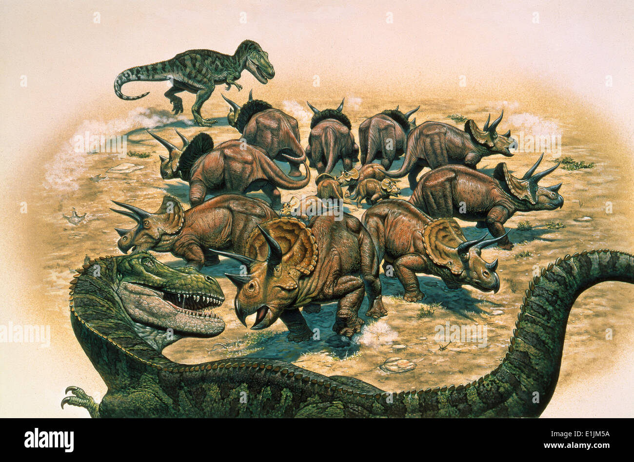 A herd of Triceratops defend their territory against a pair of Stock ...