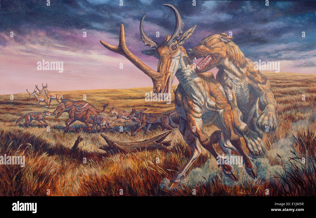 Synthetoceras Tricornatus