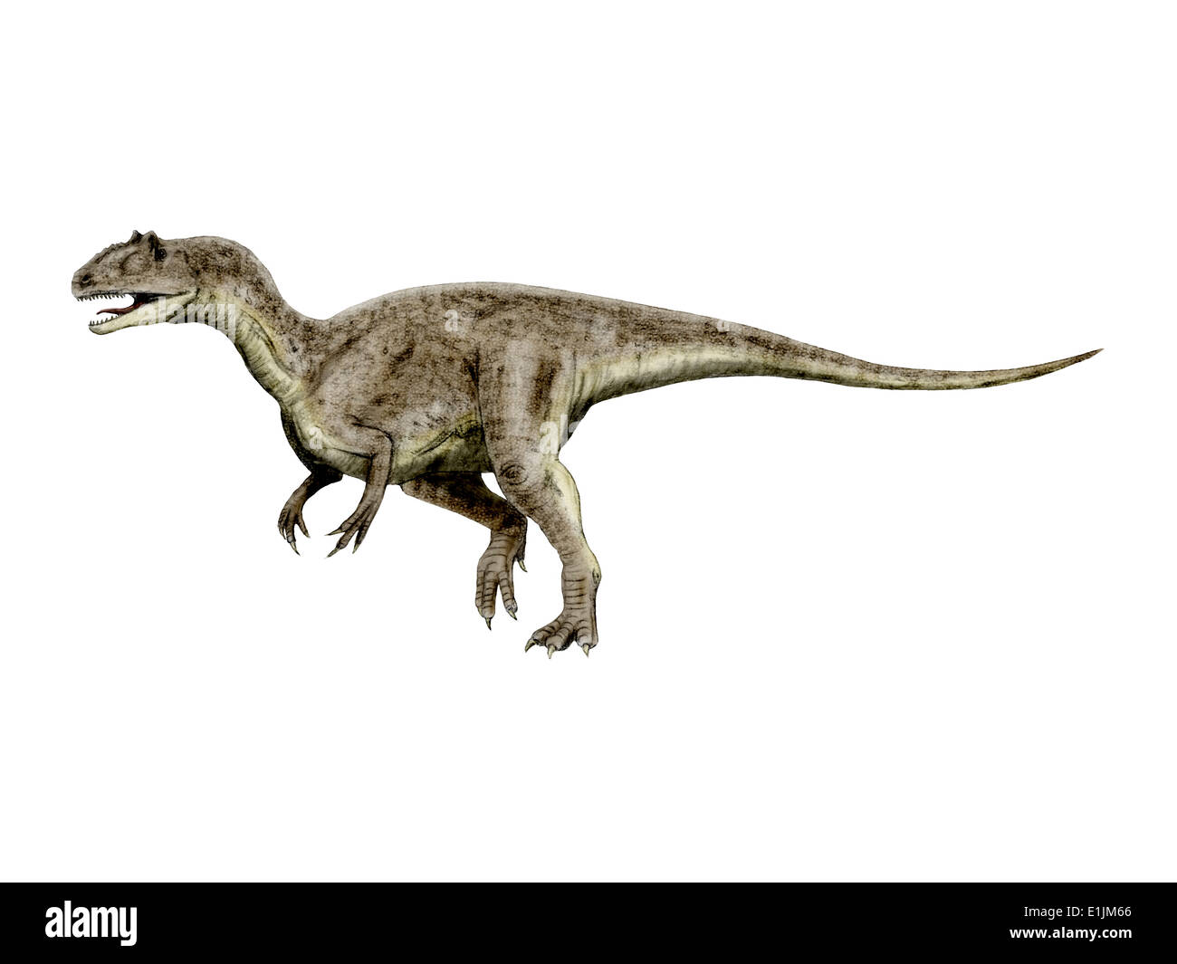 Allosaurus hi-res stock photography and images - Alamy