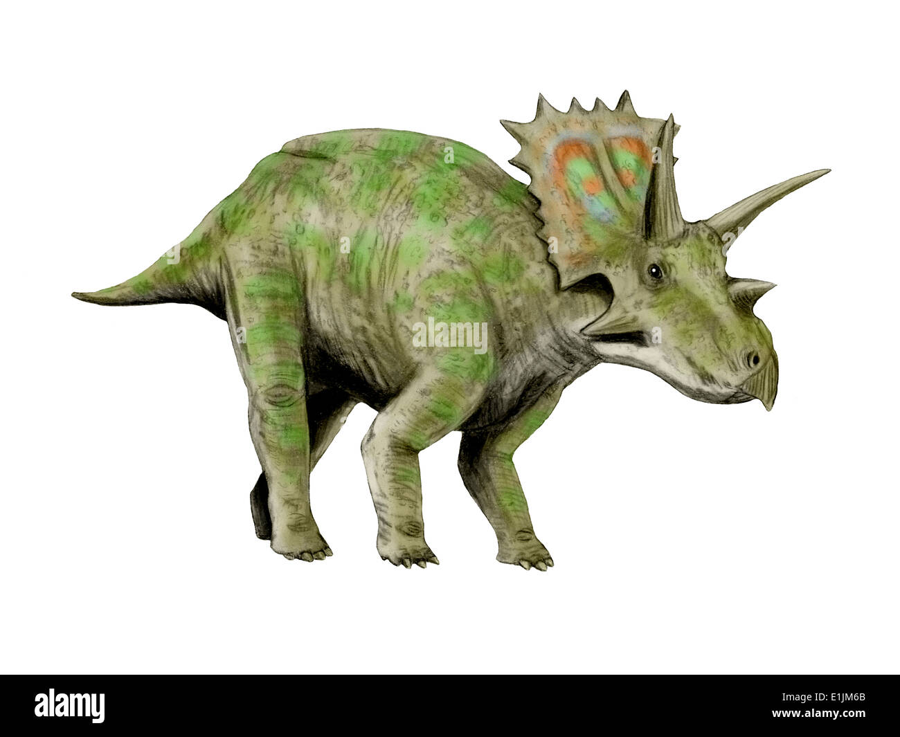 Anchiceratops High Resolution Stock Photography and Images - Alamy
