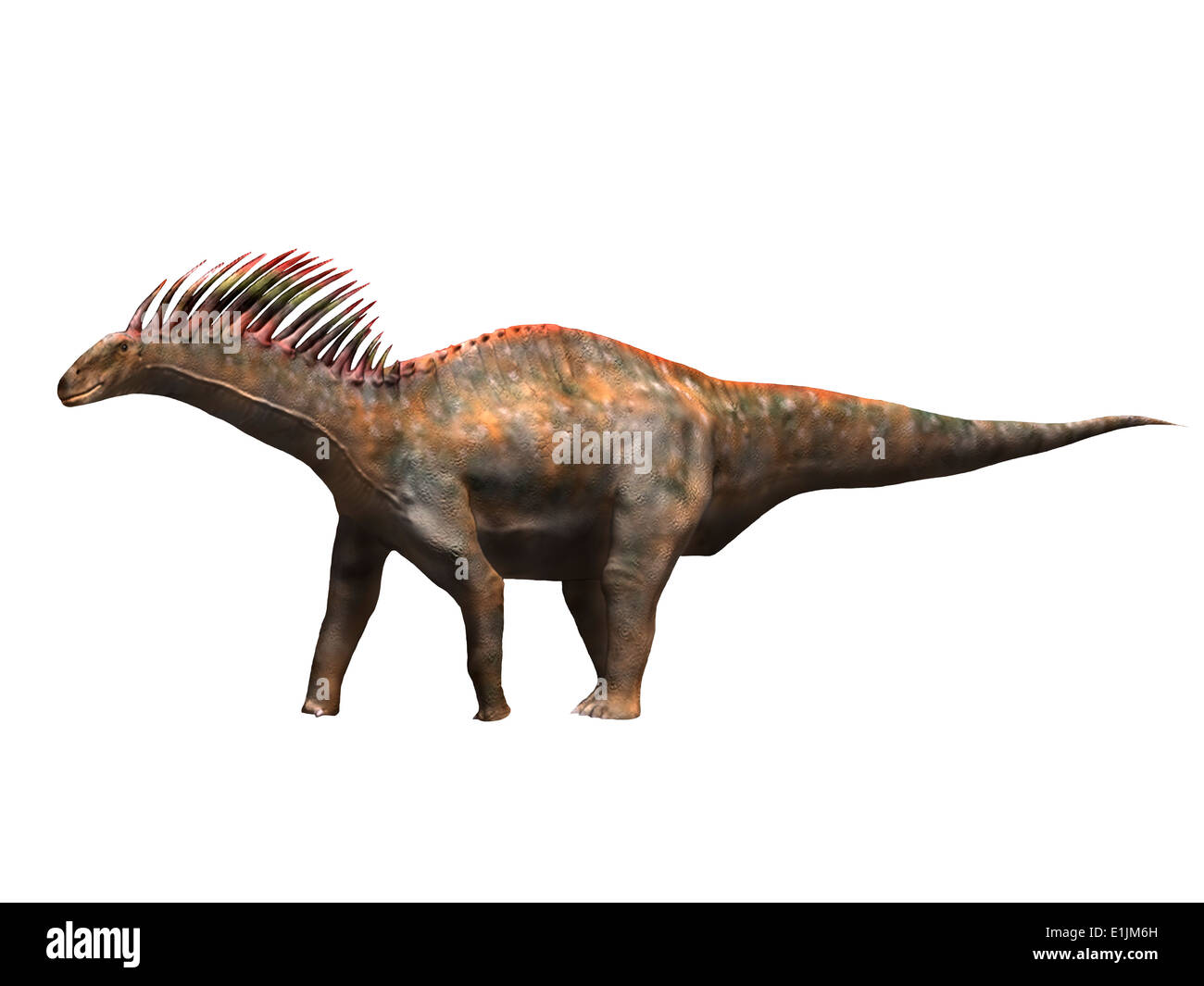 Amargasaurus is a sauropod dinosaur from the Early Cretaceous Period ...