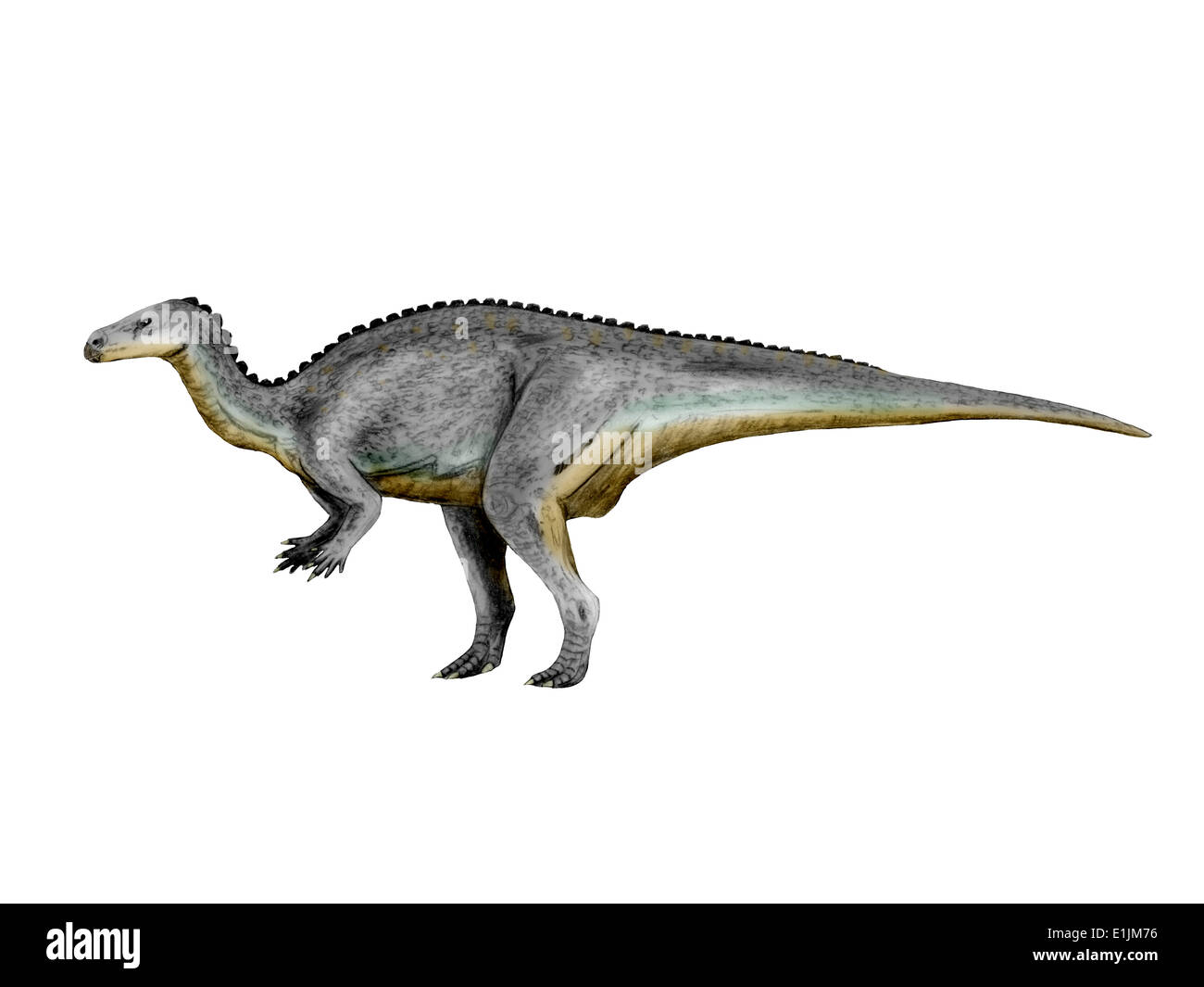Camptosaurus dinosaur, white background Stock Photo - Alamy