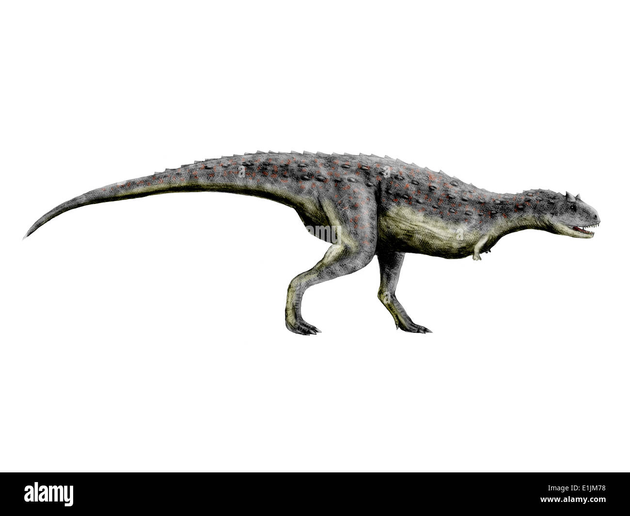 Carnotaurus dinosaur hi-res stock photography and images - Alamy
