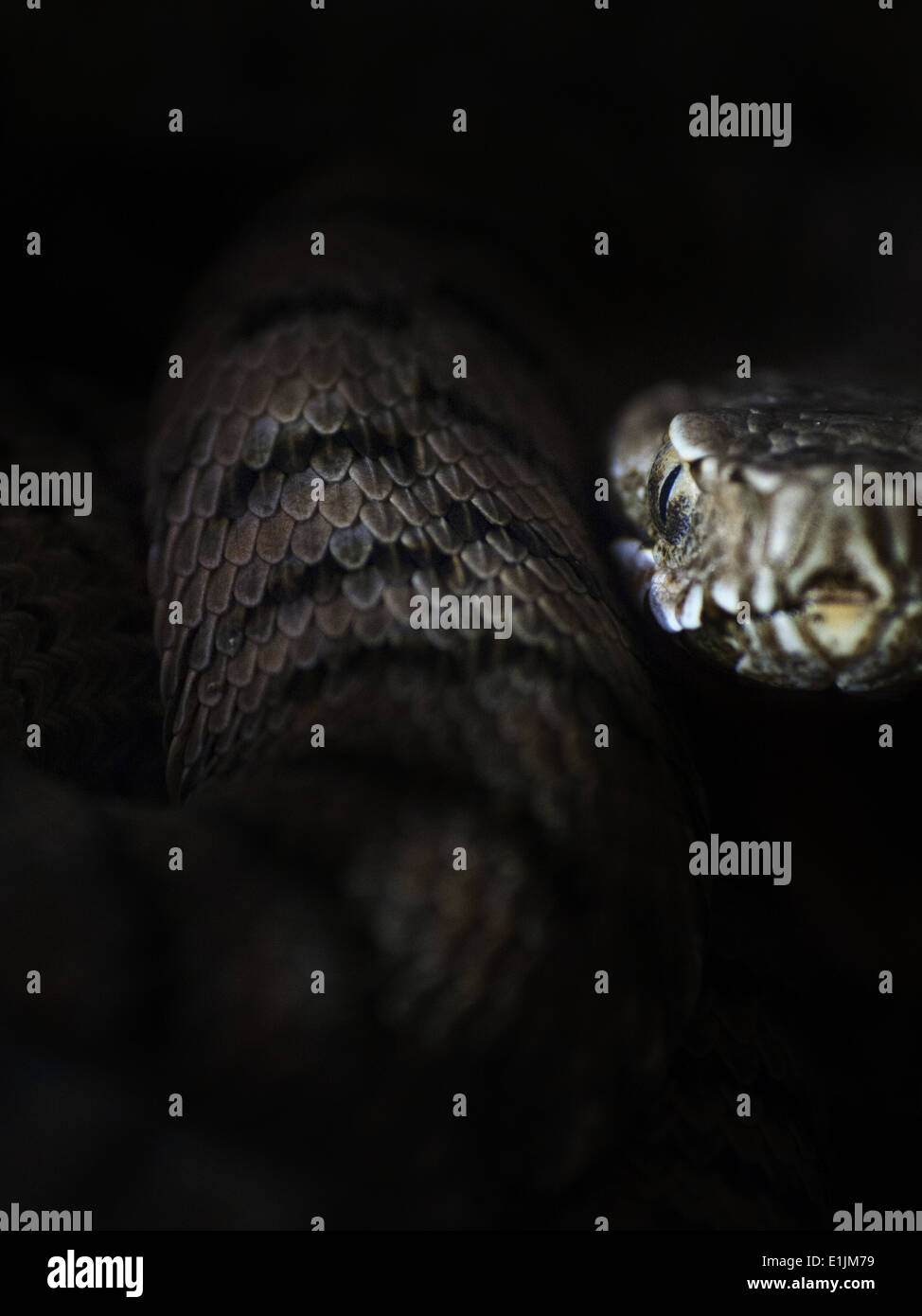 Snakes have always been a source of fear and the viper (Vipera aspis ...