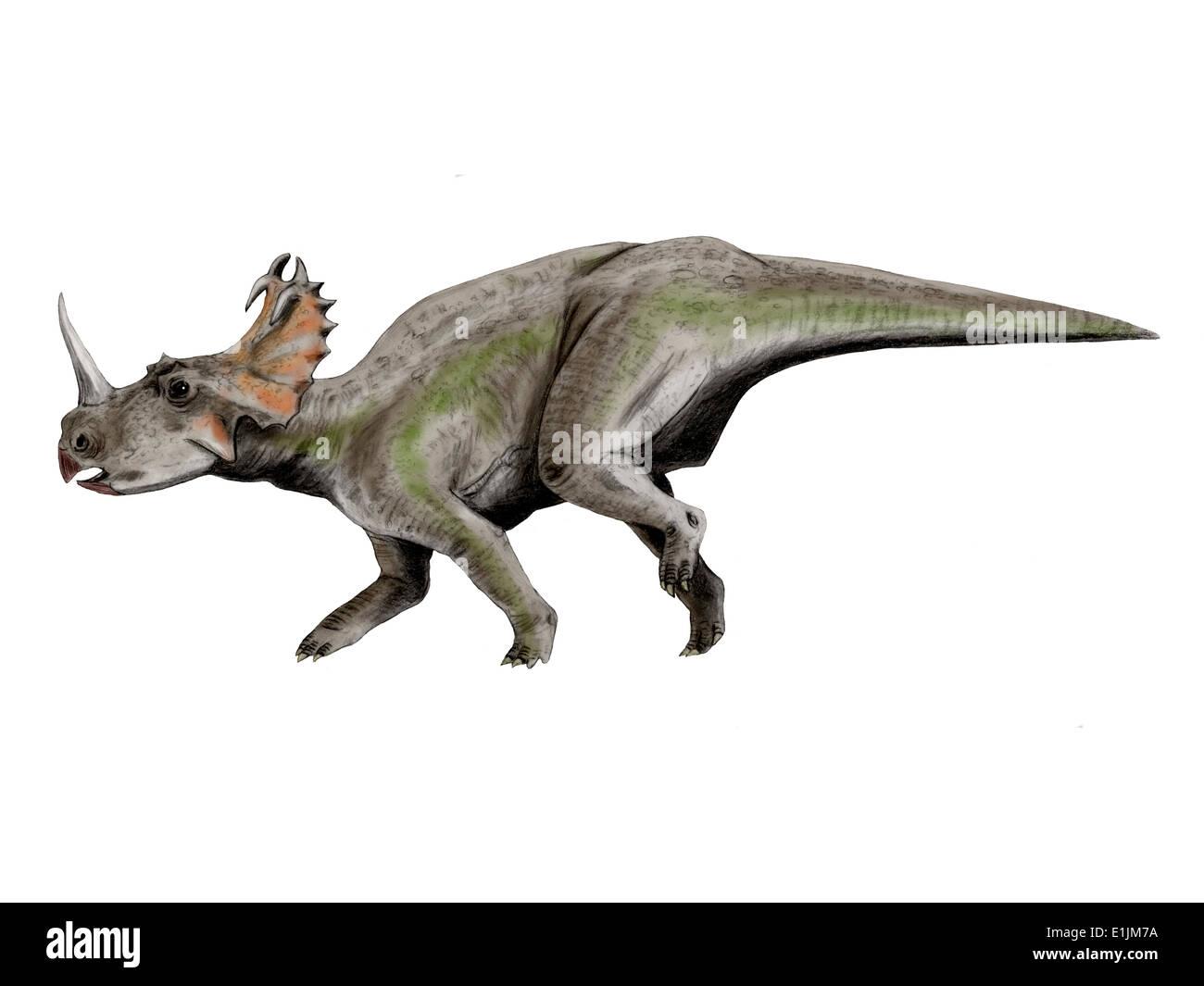 Centrosaurus dinosaur, white background Stock Photo - Alamy