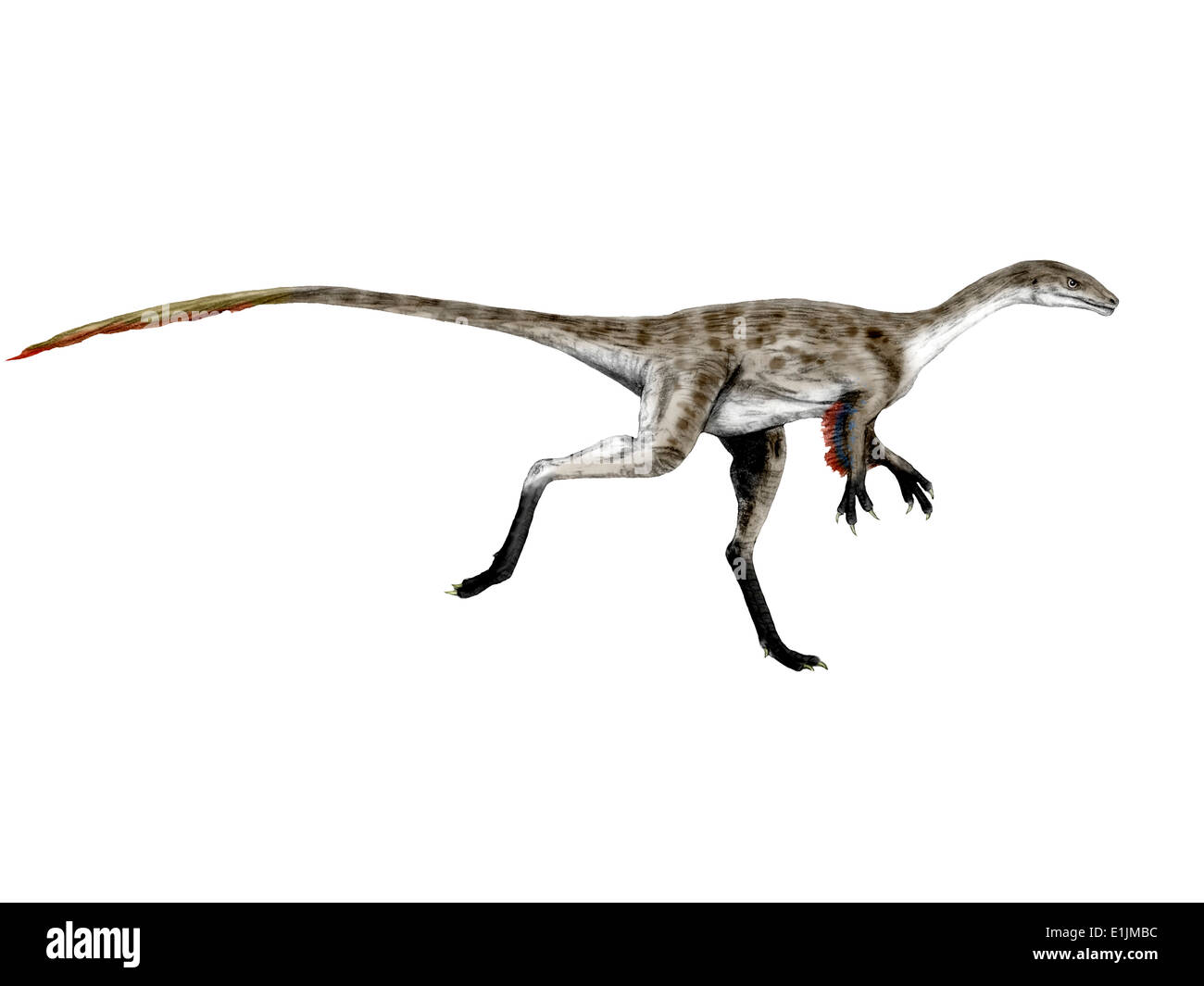 Coelurus hi-res stock photography and images - Alamy