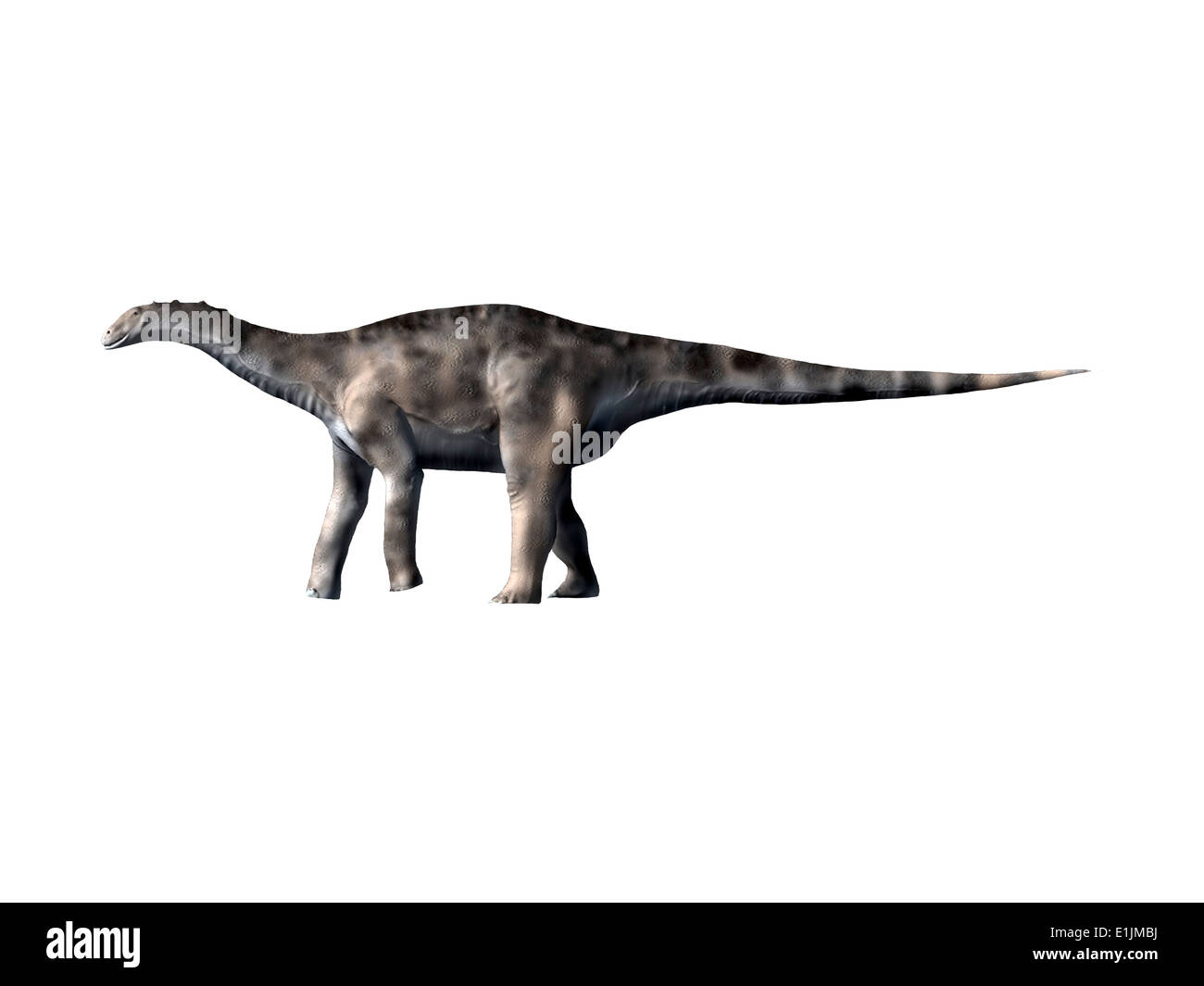 Dicraeosaurus dinosaur, white background Stock Photo - Alamy