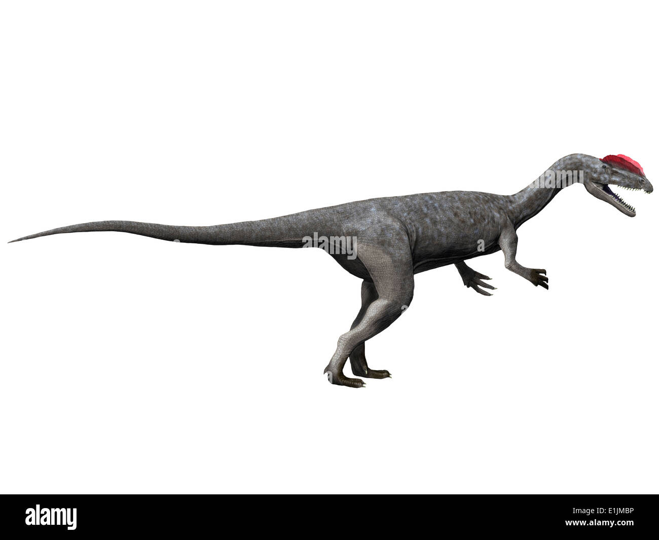 Dilophosaurus dinosaur, white background Stock Photo - Alamy