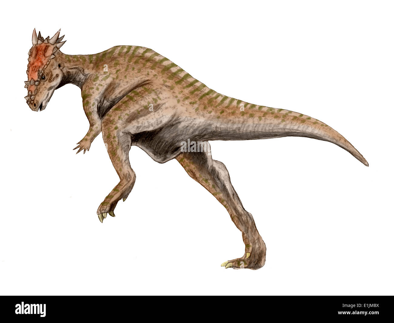 Dracorex dinosaur, white background Stock Photo - Alamy