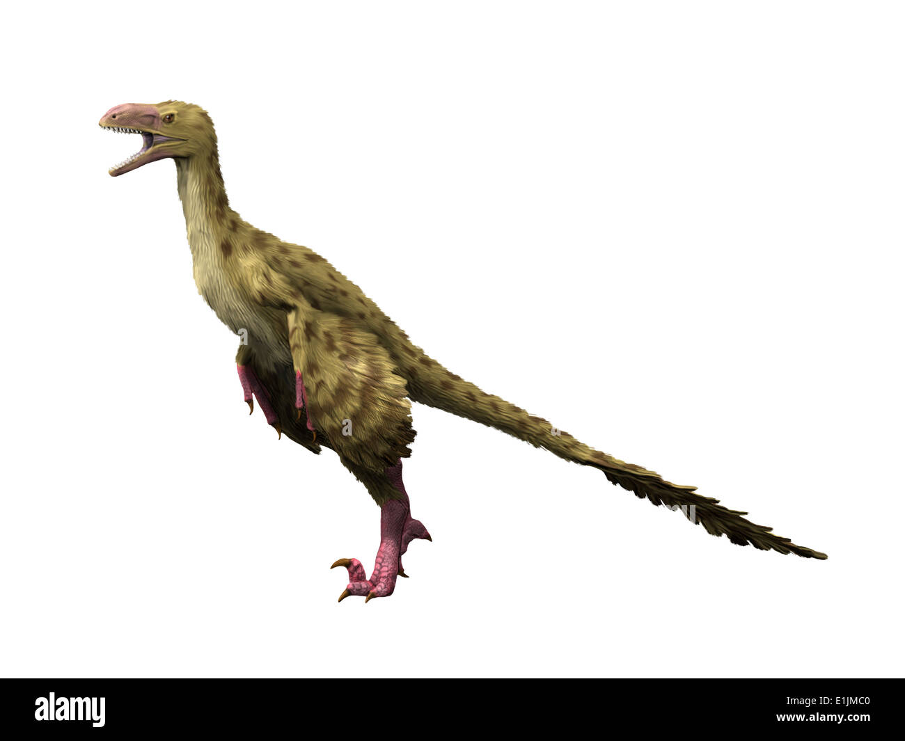 Dromaeosaurus Size