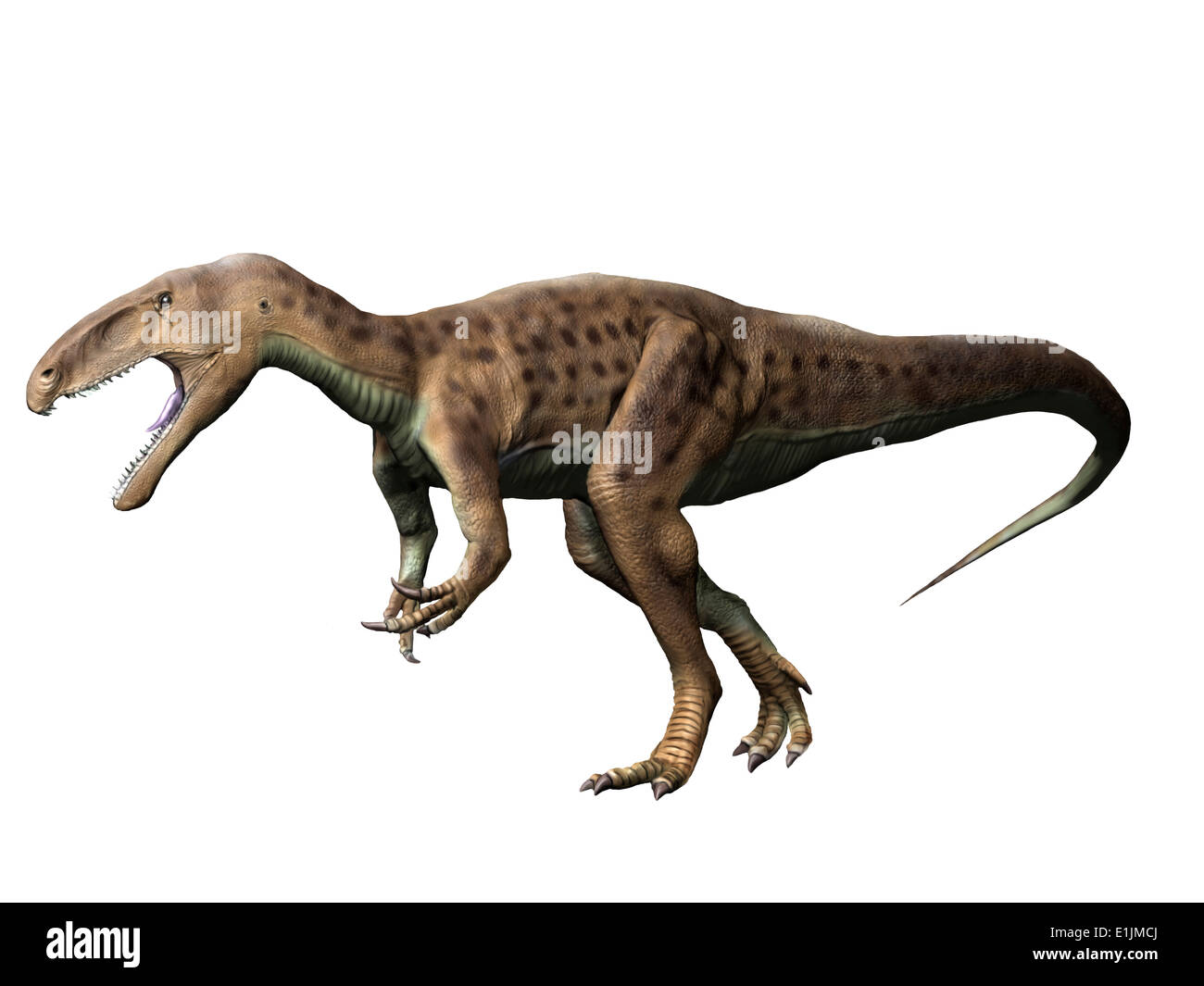 Eustreptospondylus dinosaur, white background Stock Photo - Alamy