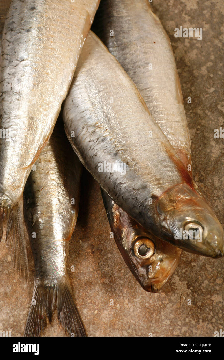 Fish disease hi-res stock photography and images - Alamy