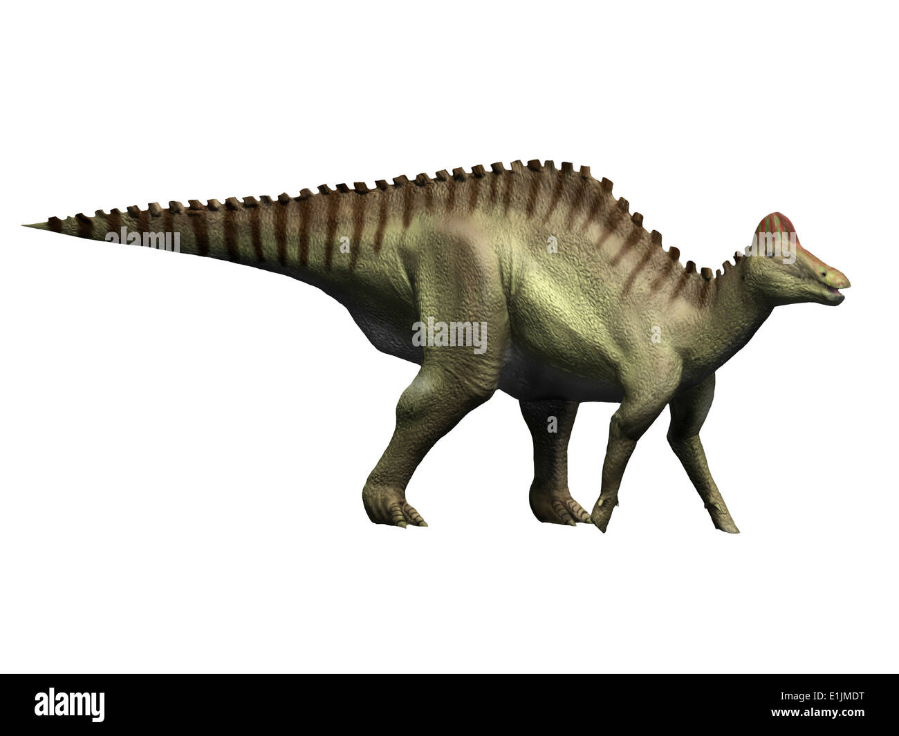 Wild Safari Hypacrosaurus