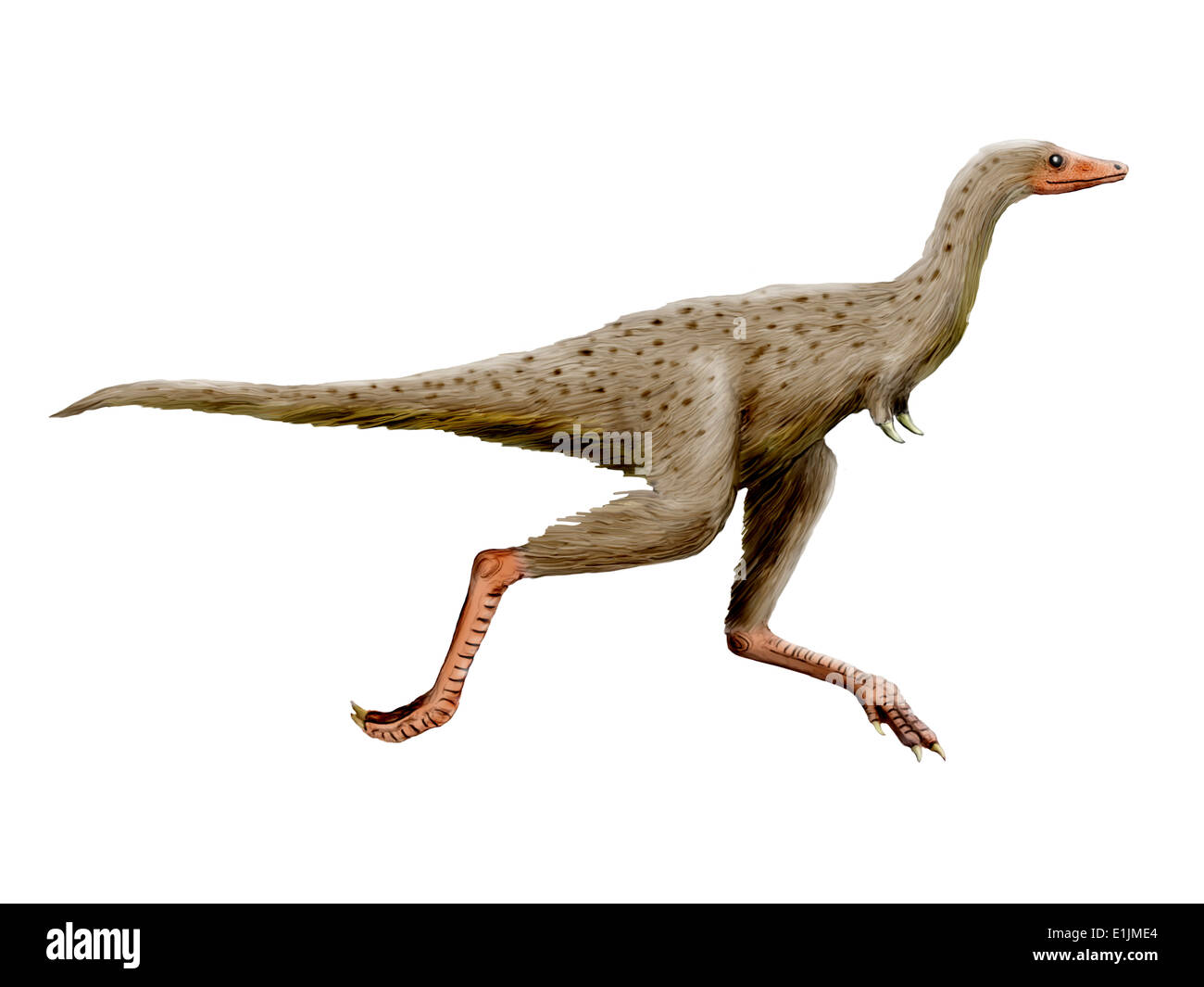 Dinosaur legs hi-res stock photography and images - Alamy