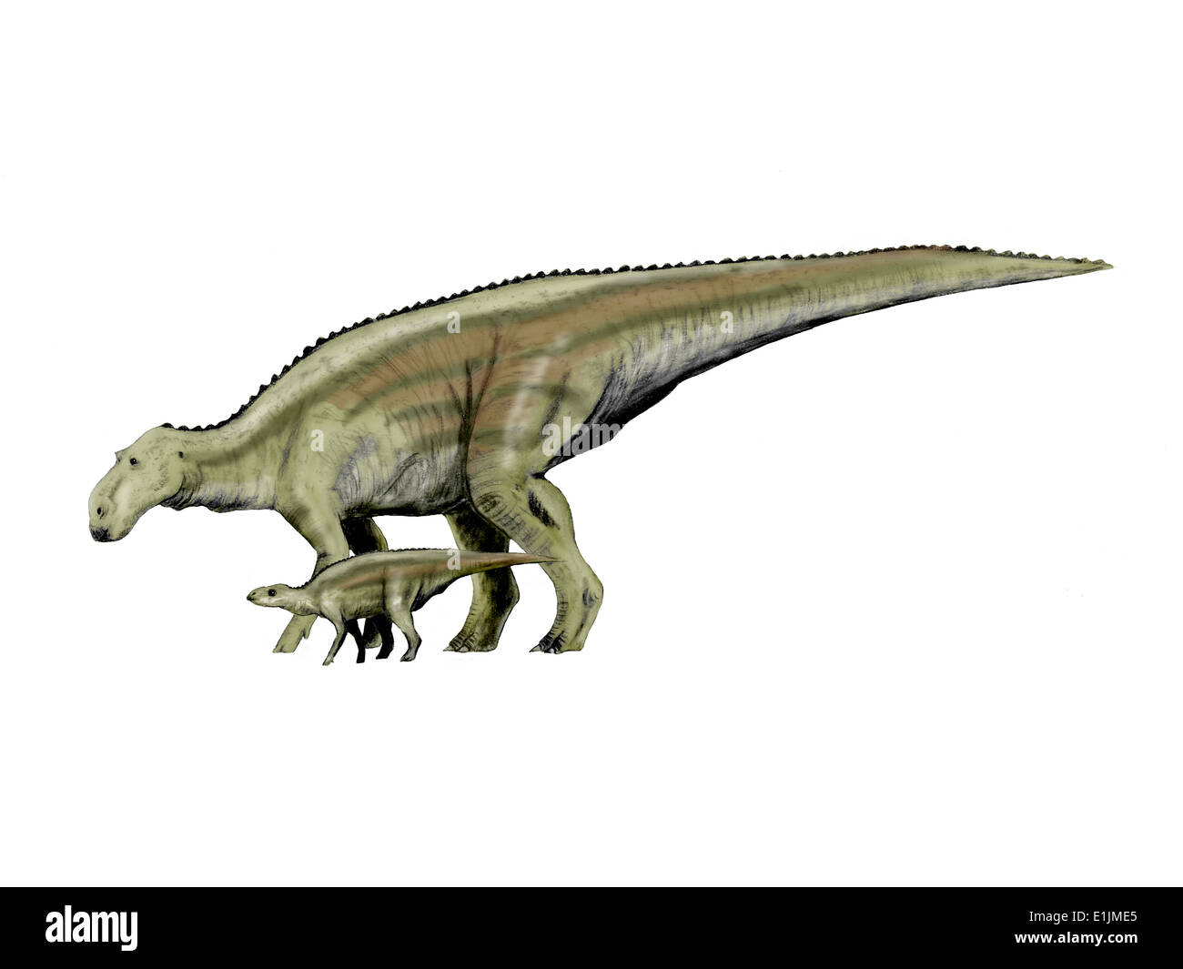 Dinosaurs size comparison hi-res stock photography and images - Alamy