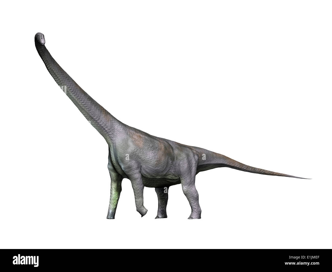 Mamenchisaurus dinosaur, white background Stock Photo - Alamy