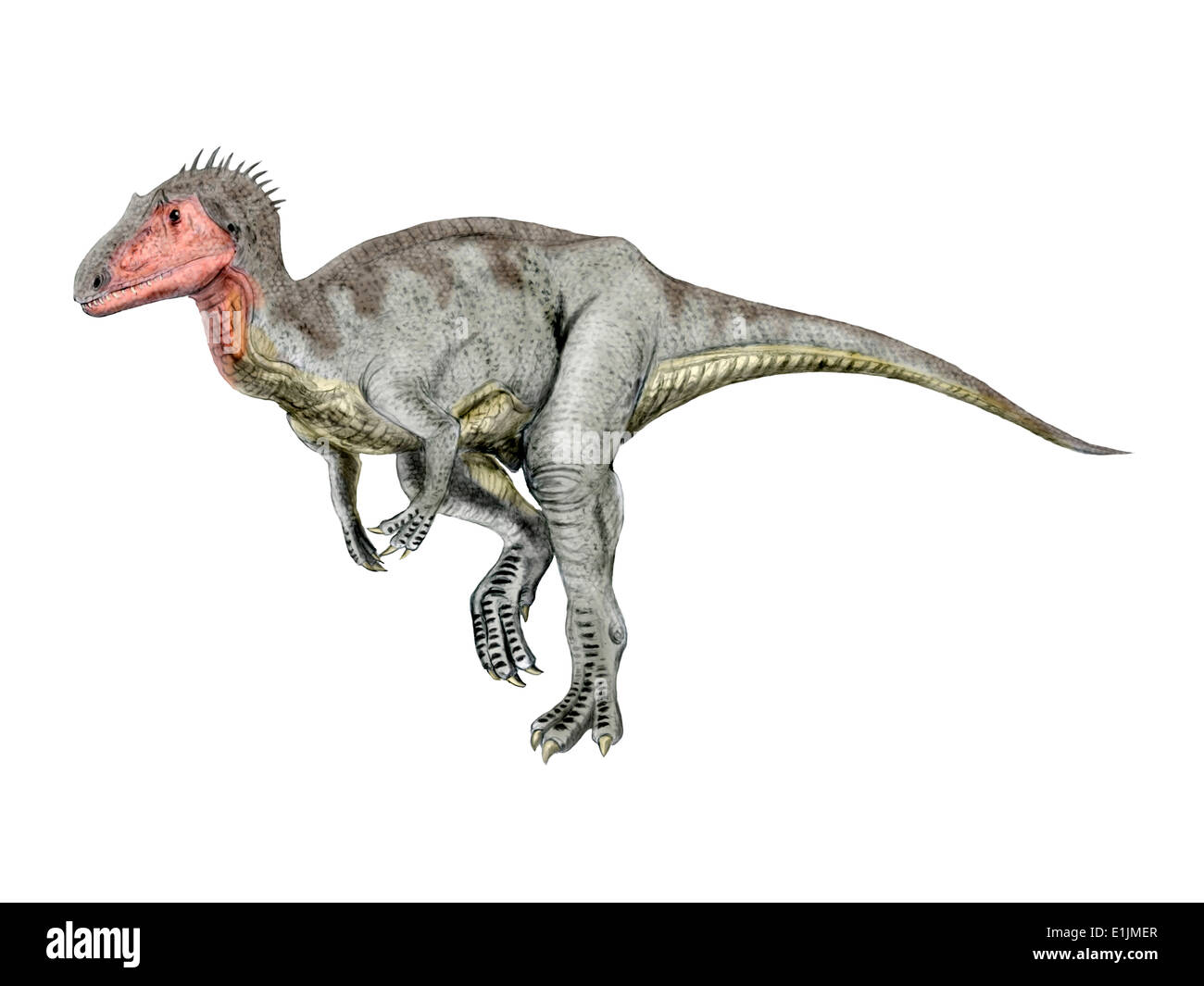 Neovenator dinosaur, white background Stock Photo - Alamy