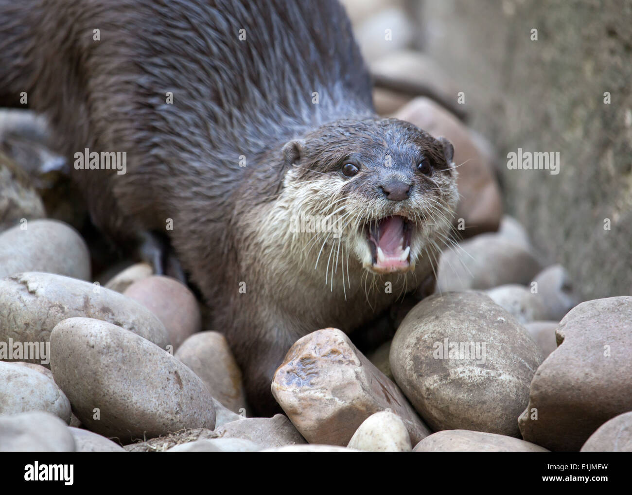 Otter mouth open hi-res stock photography and images - Alamy