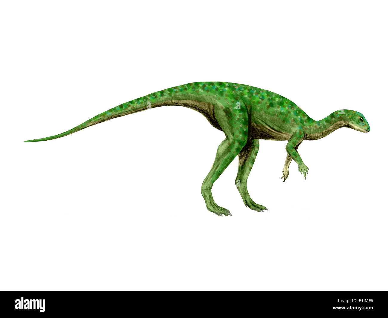 Genasauria hi-res stock photography and images - Alamy