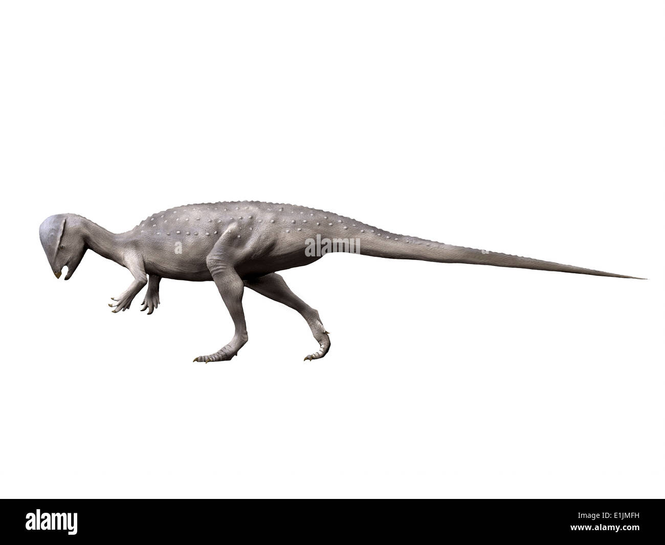 Prenocephale dinosaur, white background Stock Photo - Alamy
