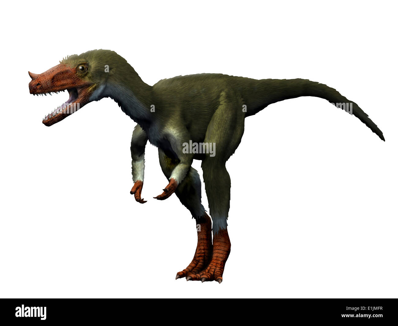 Proceratosaurus dinosaur, white background Stock Photo - Alamy